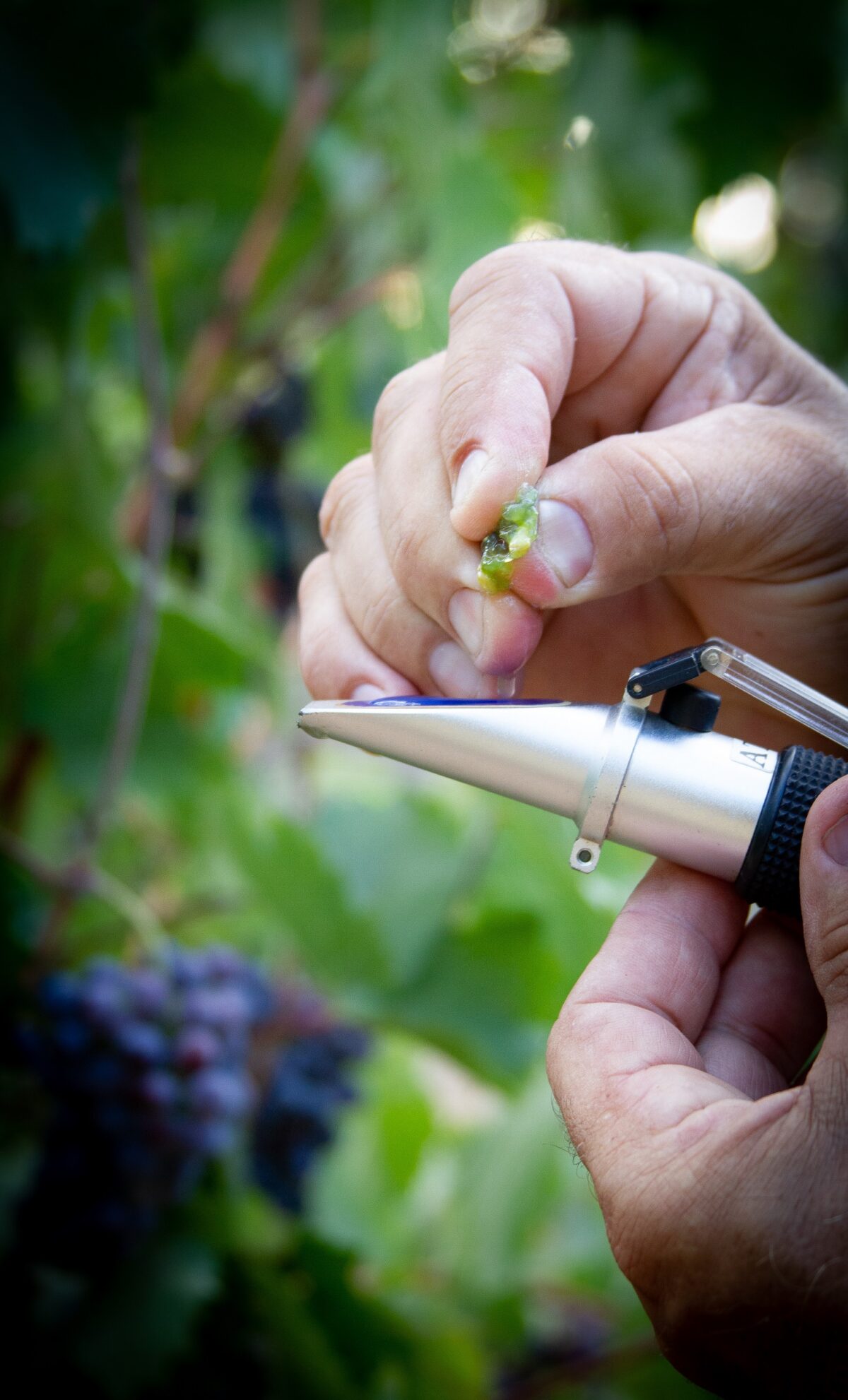 Personal Tour with the Winemaker - Uys Family Vineyard